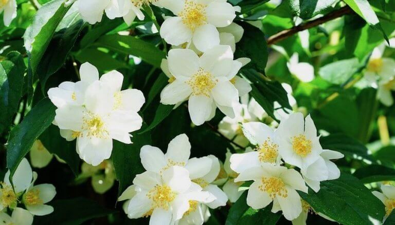 The Aromatic Sources & Fragrant Compounds Used In Perfumery