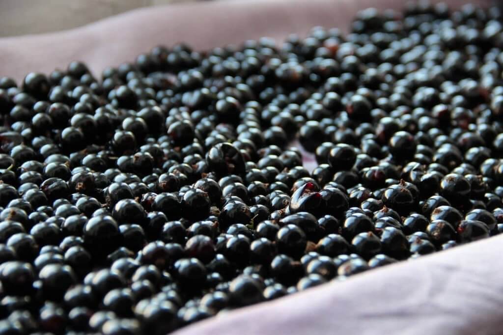 Black Currant And It's Fruity Woody Wonder Within Perfumery