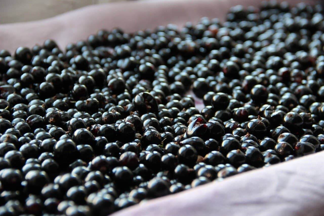 Black Currant And It's Fruity Woody Wonder Within Perfumery