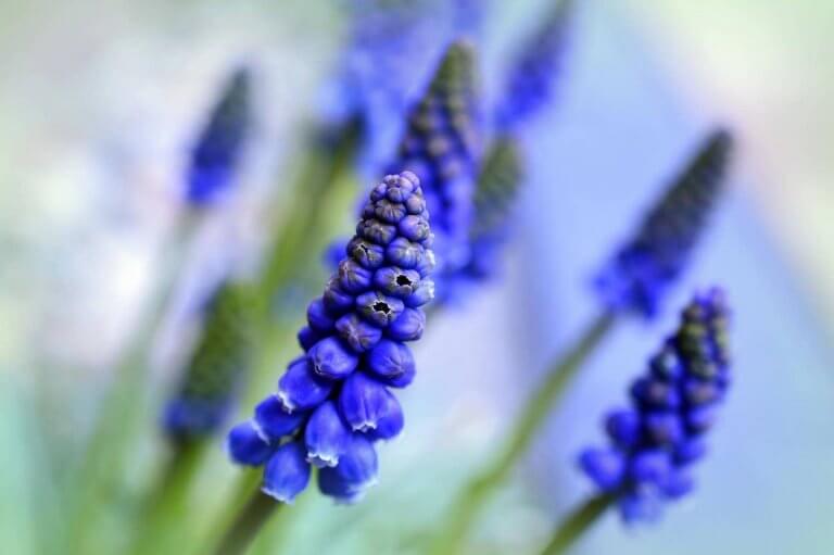 The Springtime Fragrance of Hyacinth Within Scented Products