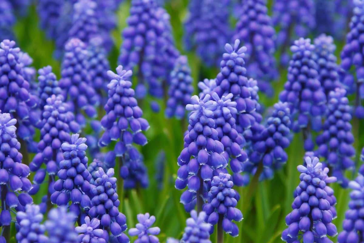 The Springtime Fragrance of Hyacinth Within Scented Products