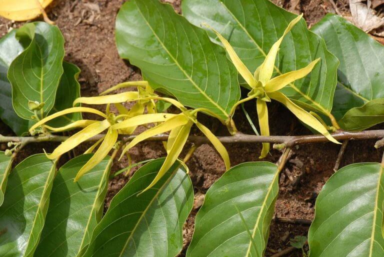 Ylang Ylang - The Exotic Iconic Queen Of Perfumes