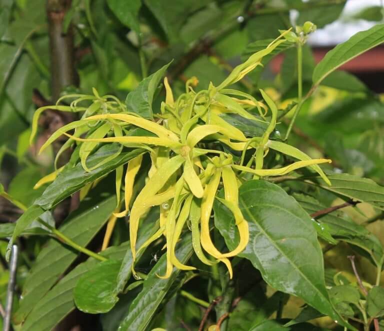 Ylang Ylang - The Exotic Iconic Queen Of Perfumes