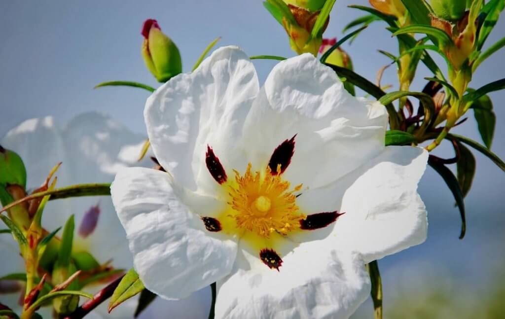 The Sweet Woody Animalic Fragrance of Labdanum