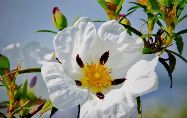 The Sweet Woody Animalic Fragrance of Labdanum