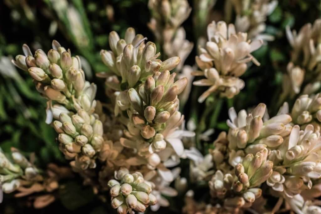 Tuberose And Its Glorious, Ambrosial Fragrance In Perfumery