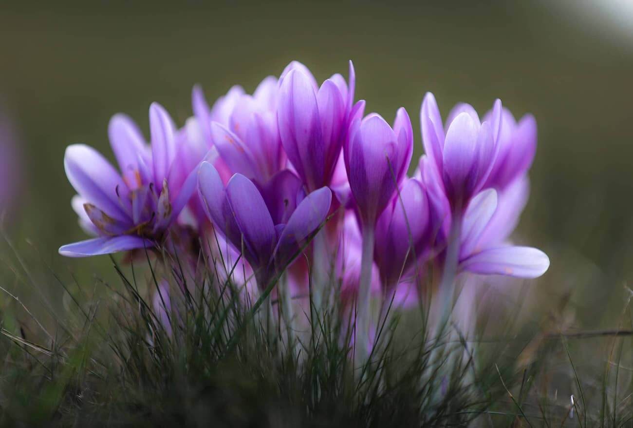 Saffron In Perfumery - The Most Expensive Spice In The World