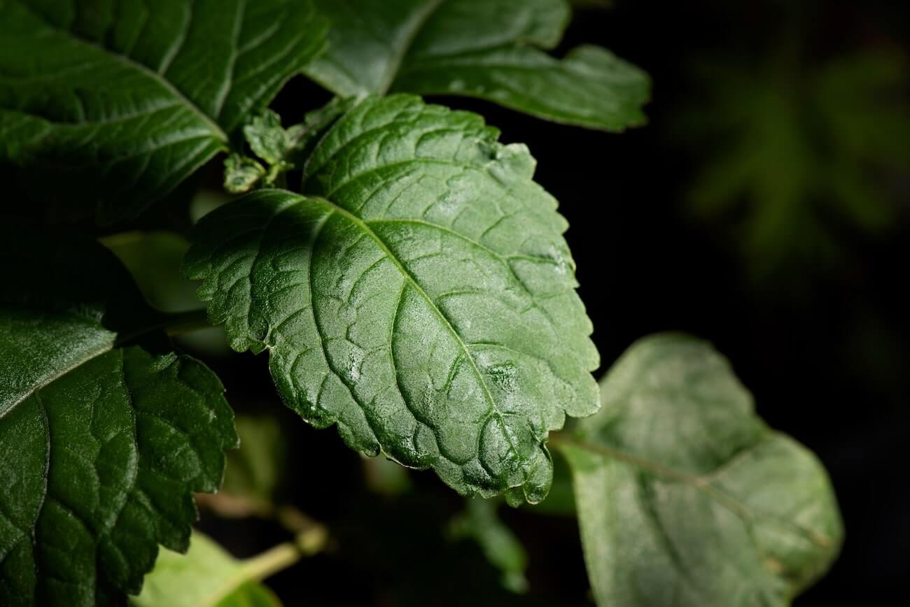 The Patchouli Resurgence: Hippie Icon to Perfume Powerhouse